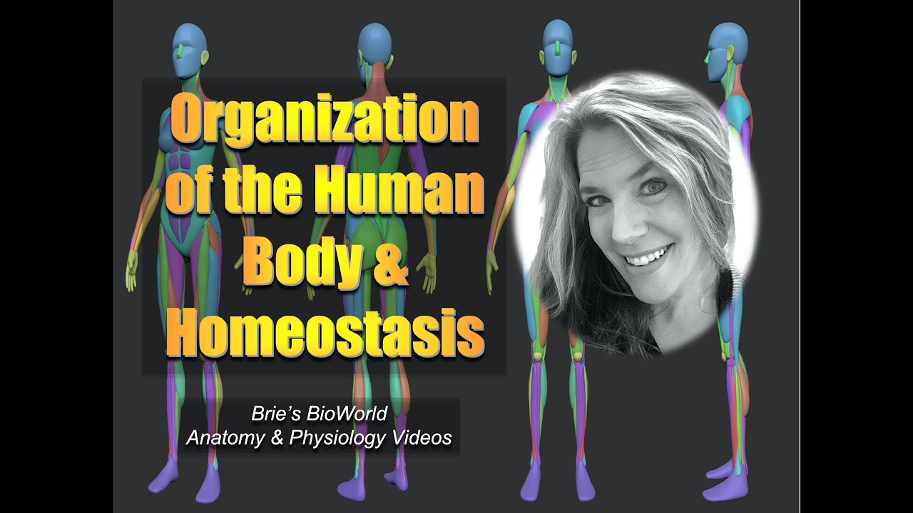 Anatomy and Physiology 1: Organization of the Human Body and ...