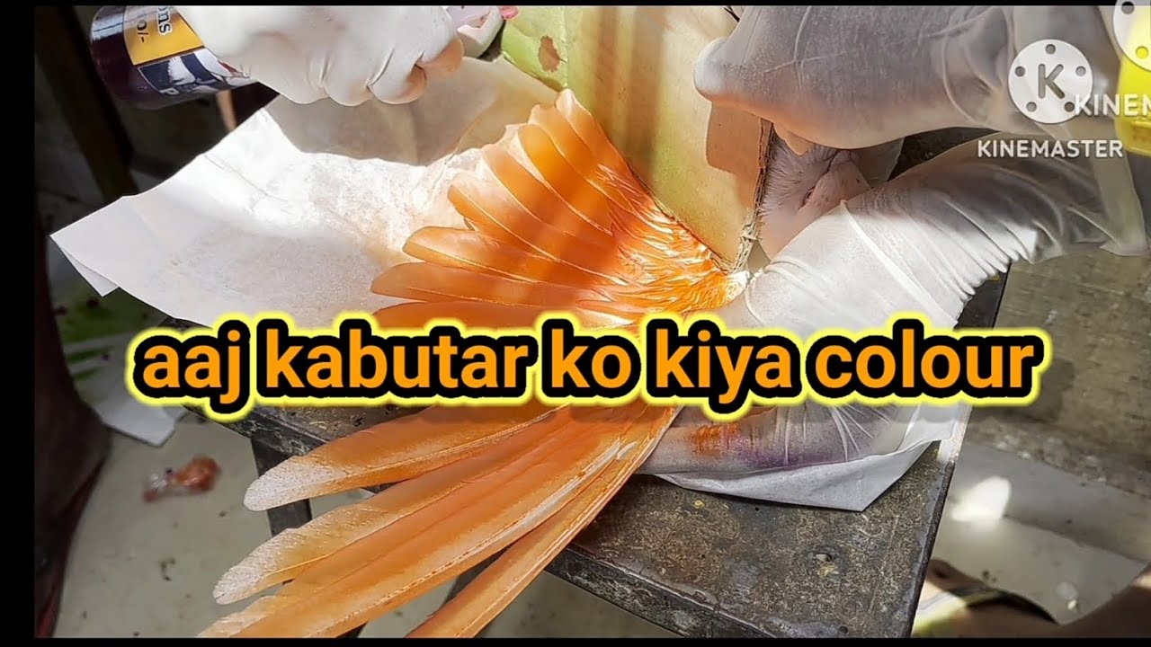 #kabutar feather colour // kabutar ke upar rang kaise kare // how to ...