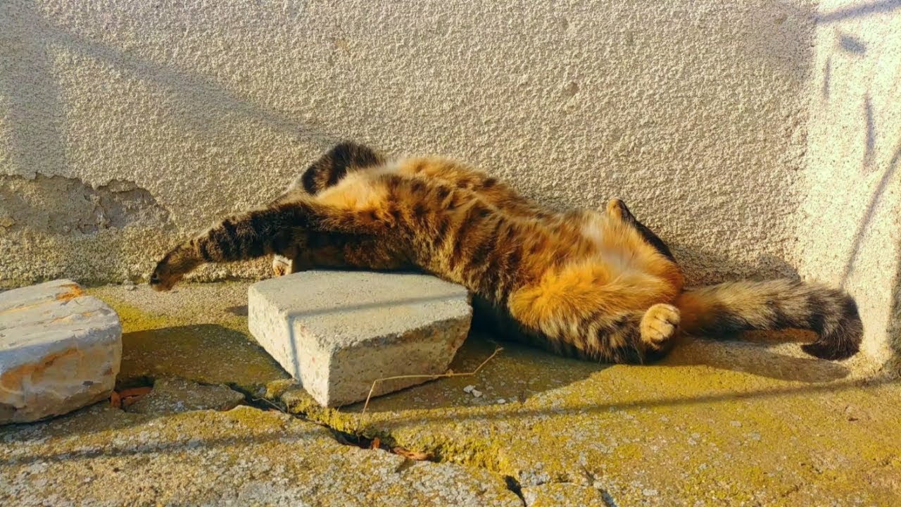 A very productive cat | REALISTIC CAT LIFE - YouTube