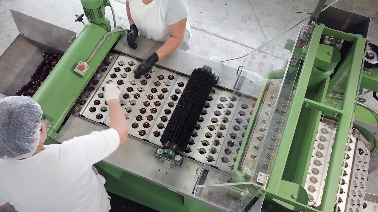 Fruit pitting machine | plum pitting, cutting - Tooltechnik - YouTube