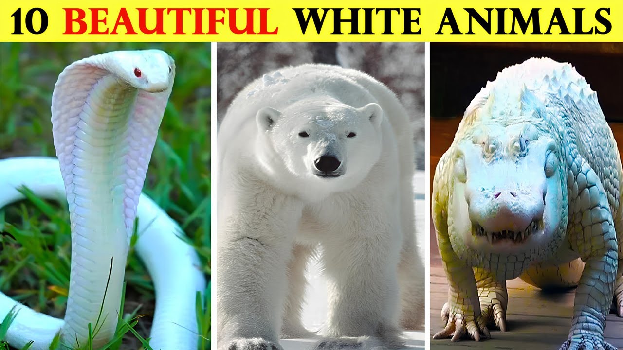 10 Most Beautiful White Animals in the Earth - YouTube