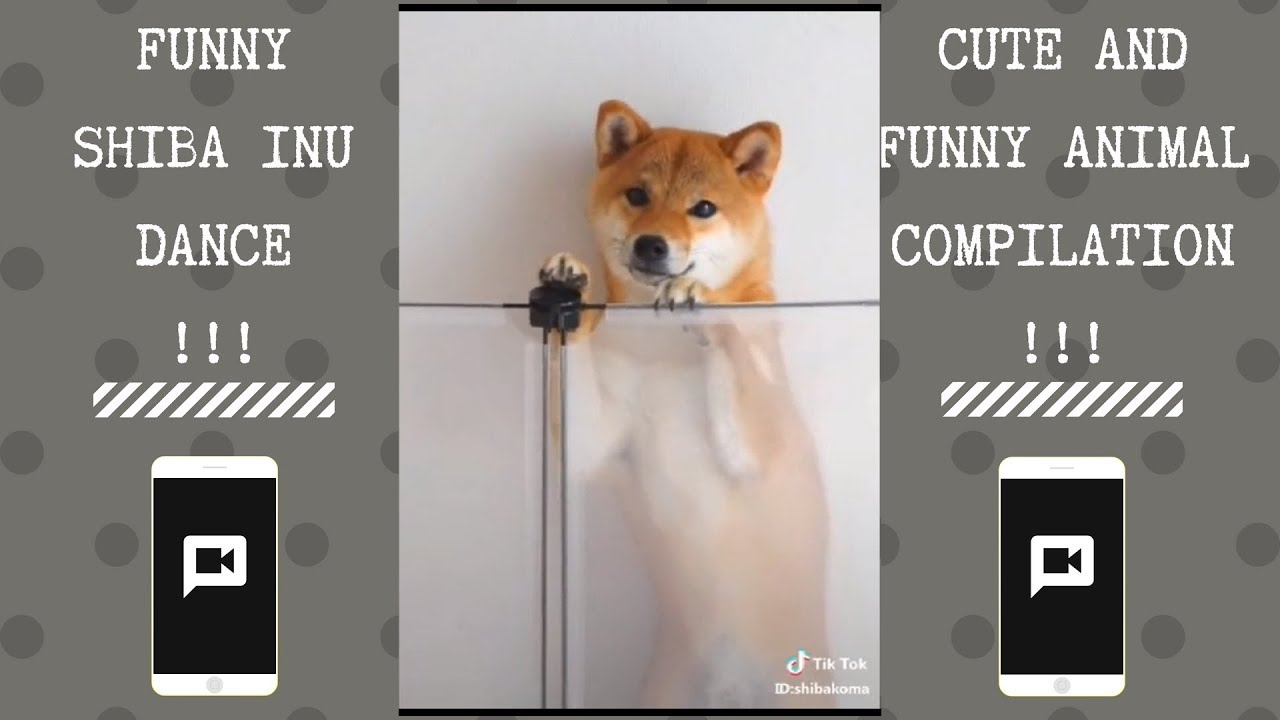 Funny Shiba Inu Dance With A Cute Smile | NEW Funny and cute Animal ...