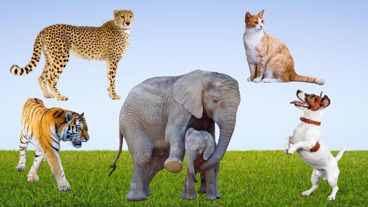 The Cutest Animal Moments: Pig, Dog, Cat, Goat, and Fox Edition - YouTube