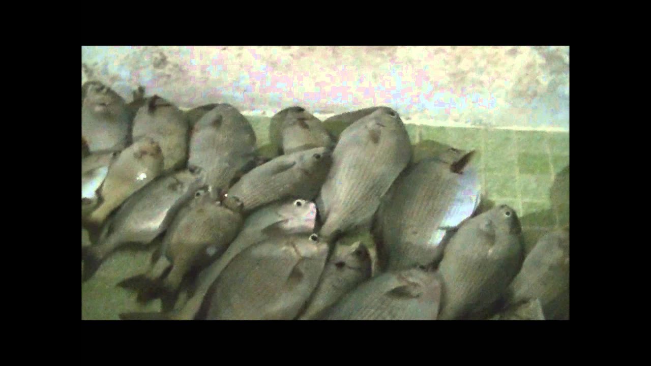 Talaya (Cast Net) Fishing Jackpot Guili - YouTube