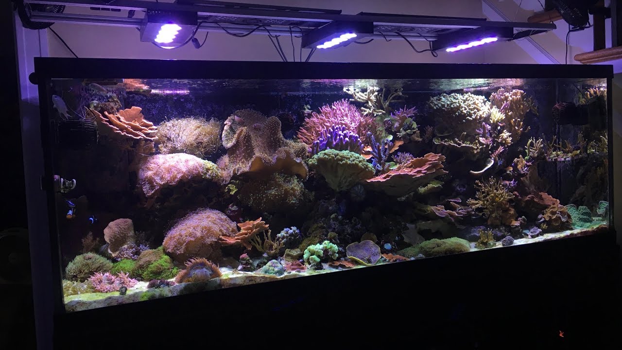 180 gallon reef update with some NEW FISH!! - YouTube
