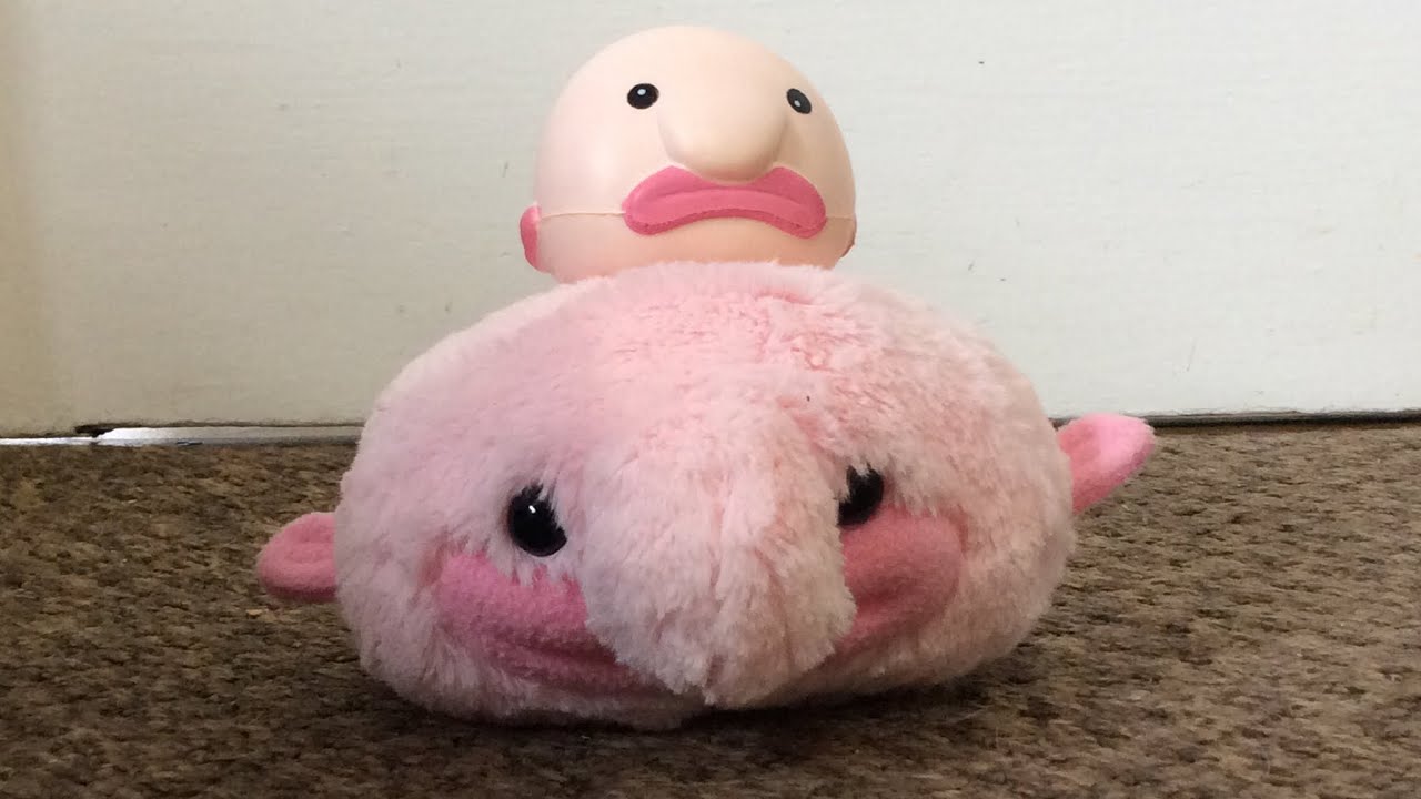 WATCH NOW-SAVE THE BLOBFISH ️🙏🏻 - YouTube