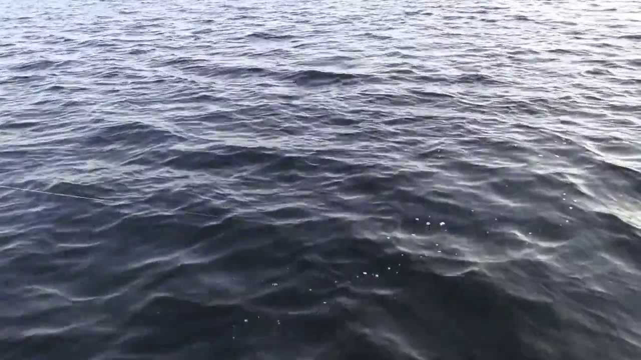 Rob's lake trout on lac Mer Bleue - YouTube