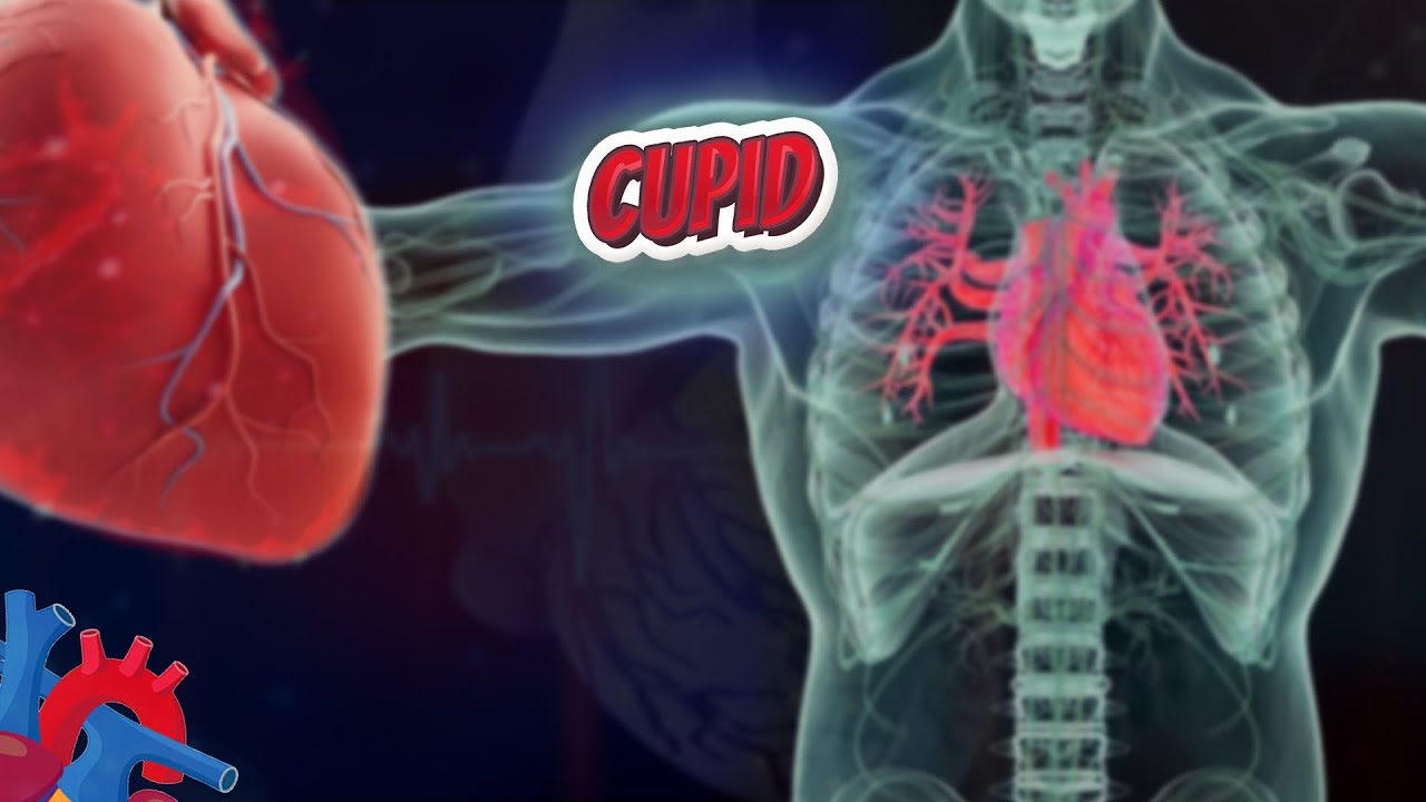Cupid - Human Heart ️ and Cardiology ️🔊 - YouTube
