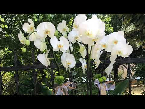 Beyaz Orkide Çiçeği|White Orchid Flower