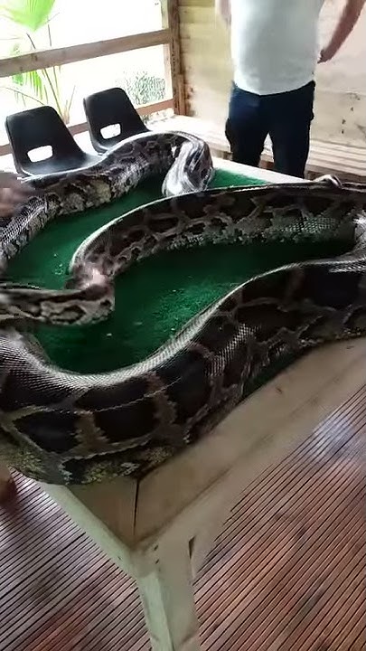 15 foot long Burmese python - YouTube