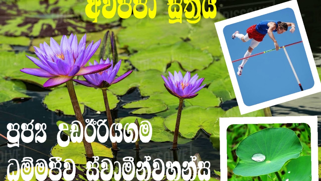 Avijja Sutta-Most Ven U Dhammajiva Thero - YouTube