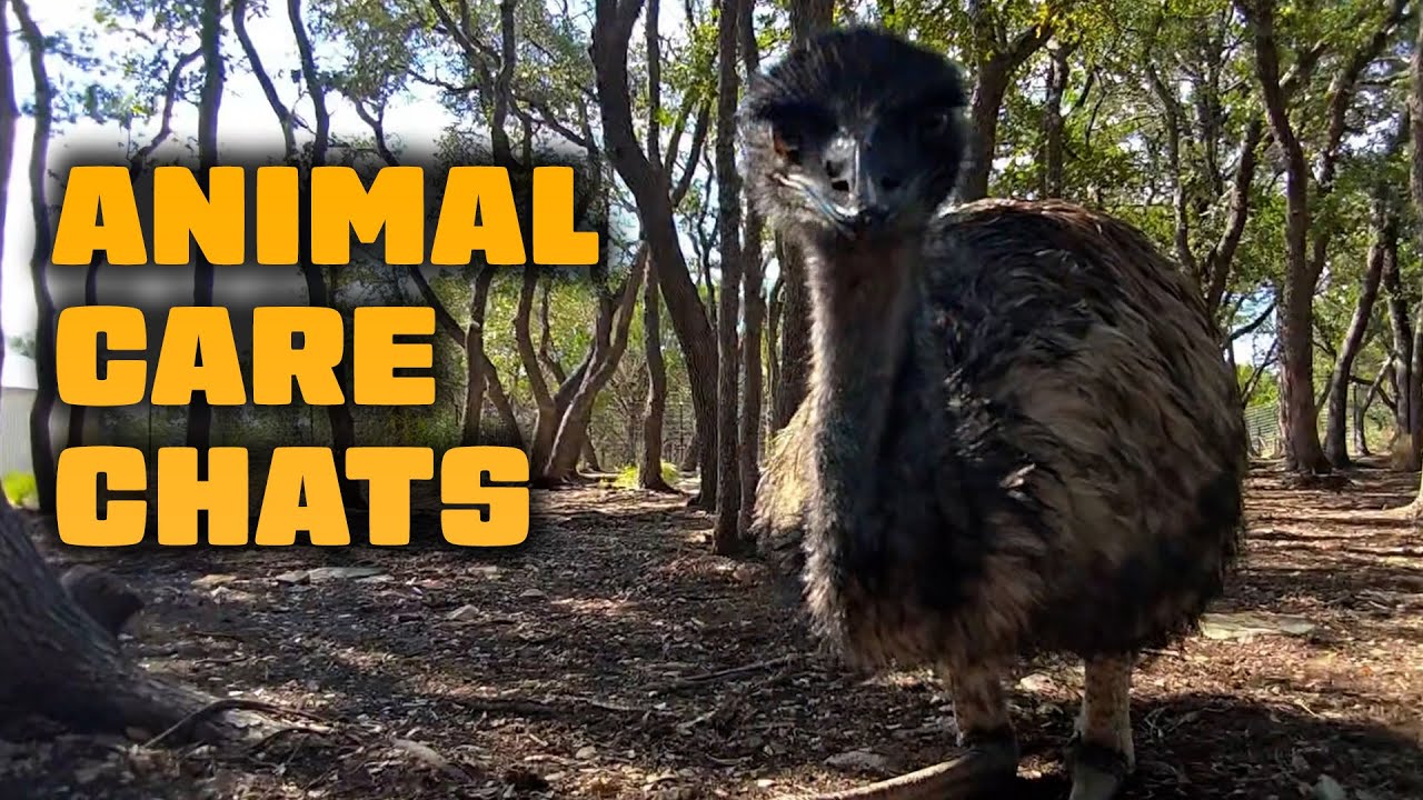 Animal Care with Our New Emu! - YouTube