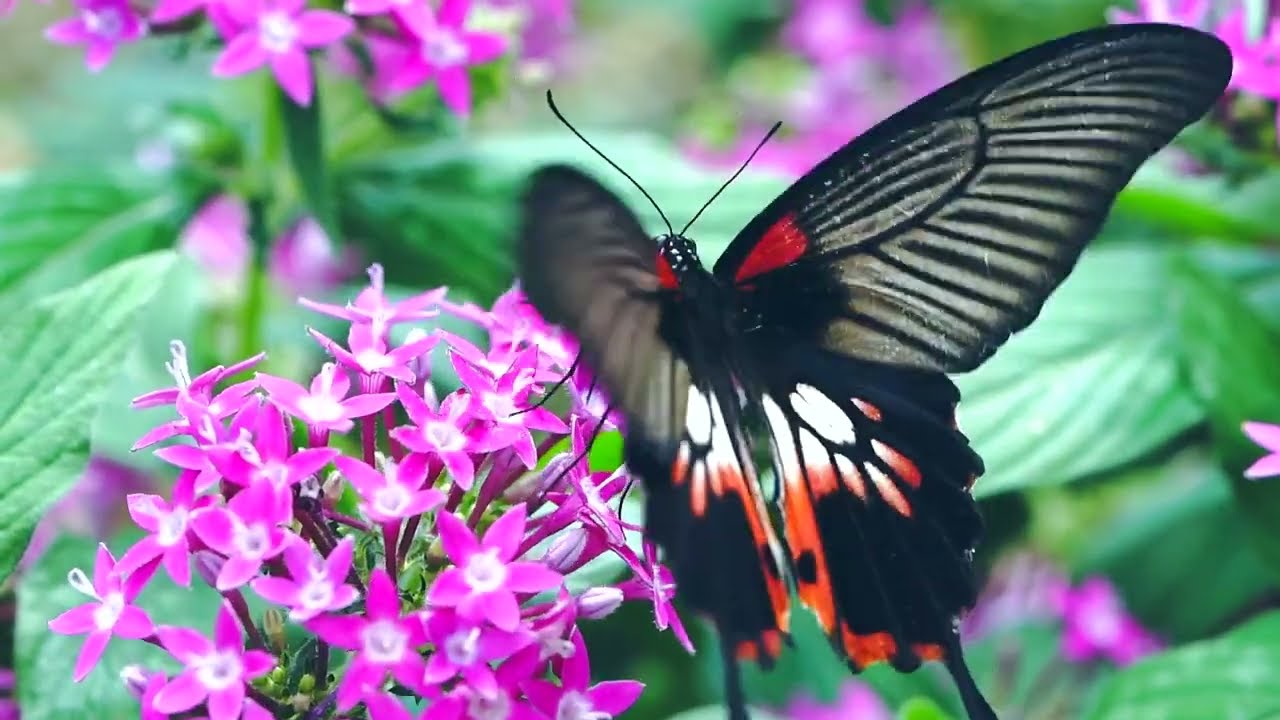 Fluttering Colors: An Enchanting Portrait of Butterflies, Dragonflies ...