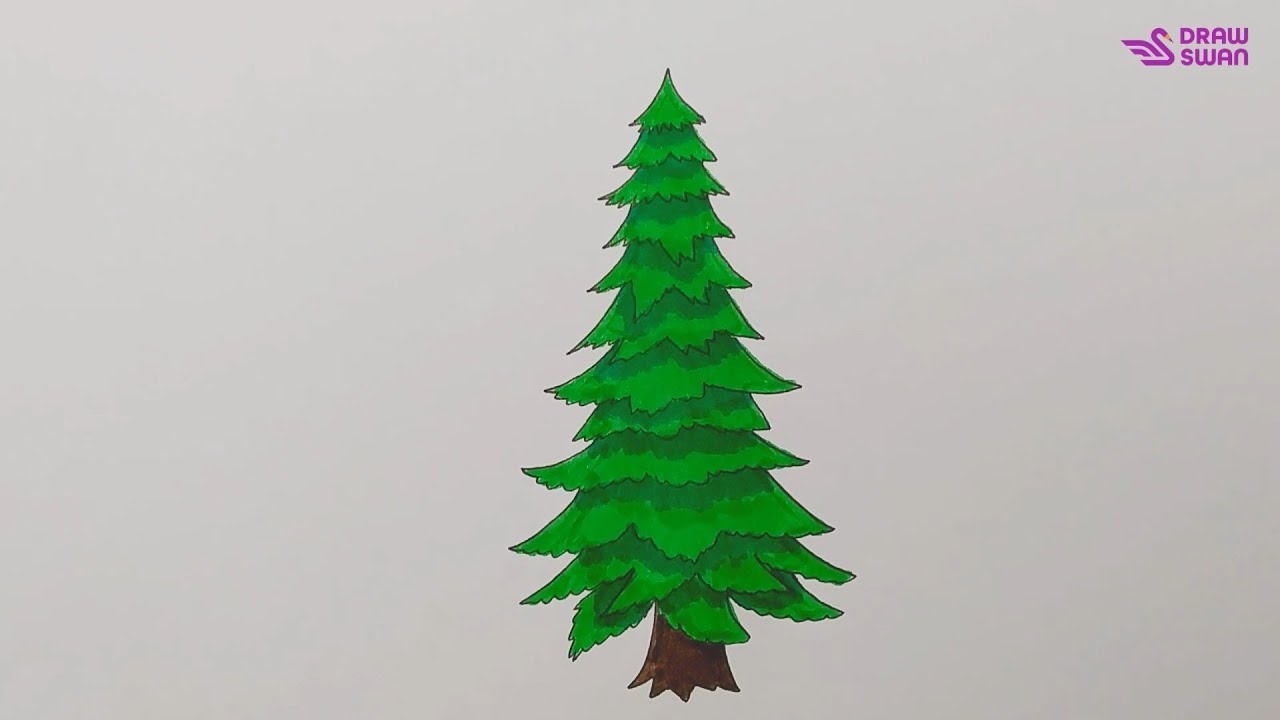 How to draw a fir tree - YouTube