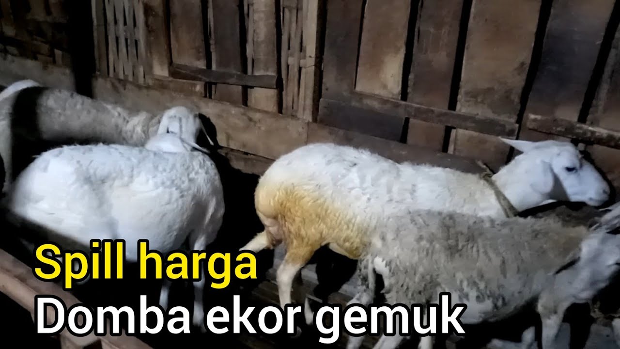 SPILL HARGA DOMBA EKOR GEMUK TERBARU 2024 - YouTube