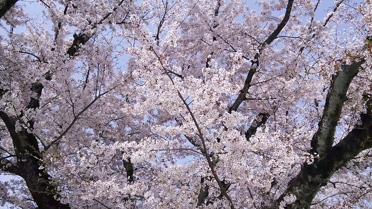 桜散り始め - YouTube