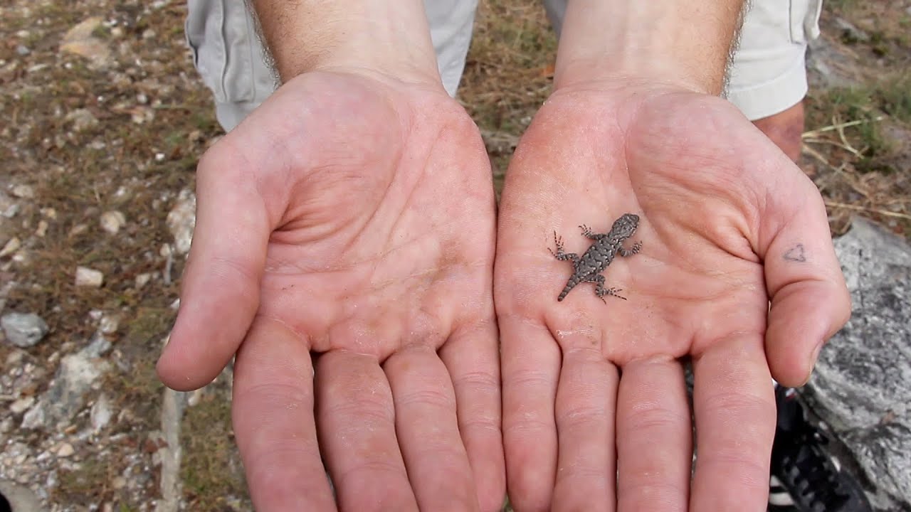 Flipping Lizard - YouTube