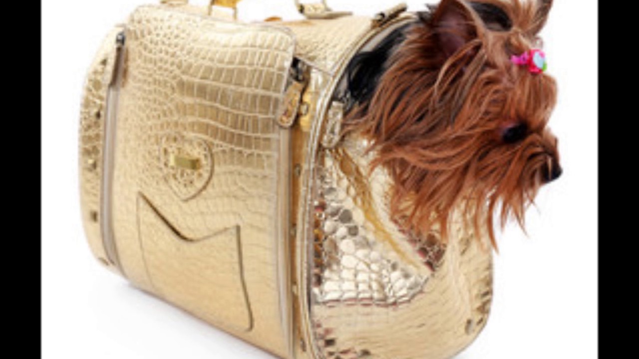 Mixt Tuesday - A Sad Dog's Diary - YouTube