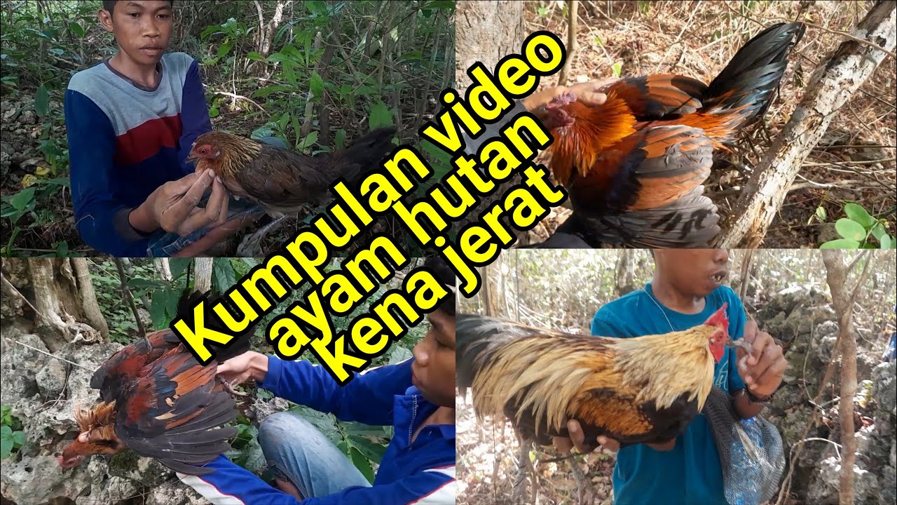 Kompilasi video ayam hutan kena jerat - YouTube
