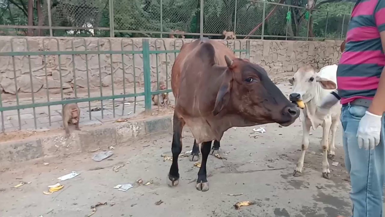 Please Animals Help 🙏🙏🙏🙏 - YouTube
