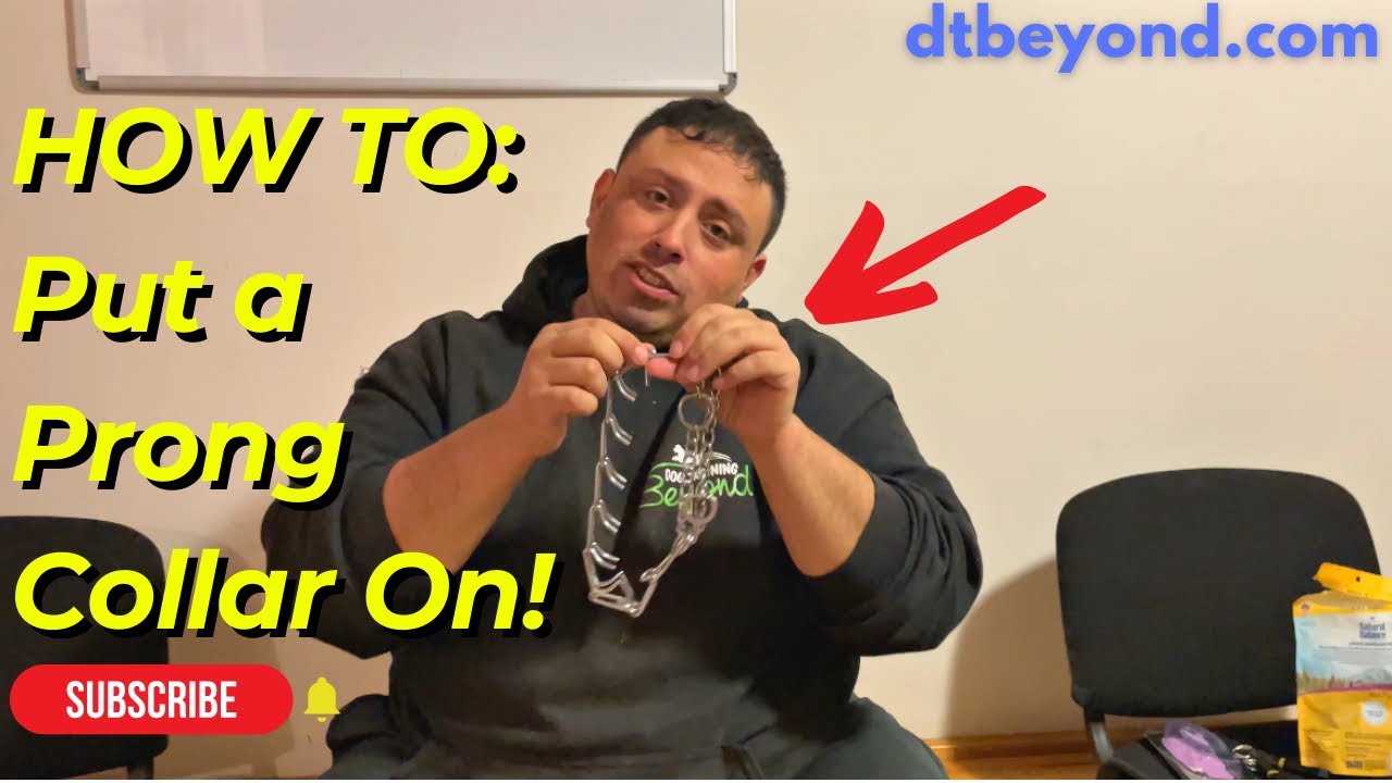 How To: Put a Prong Collar On/Off! (Dog/Puppy) - *EASY!* - YouTube