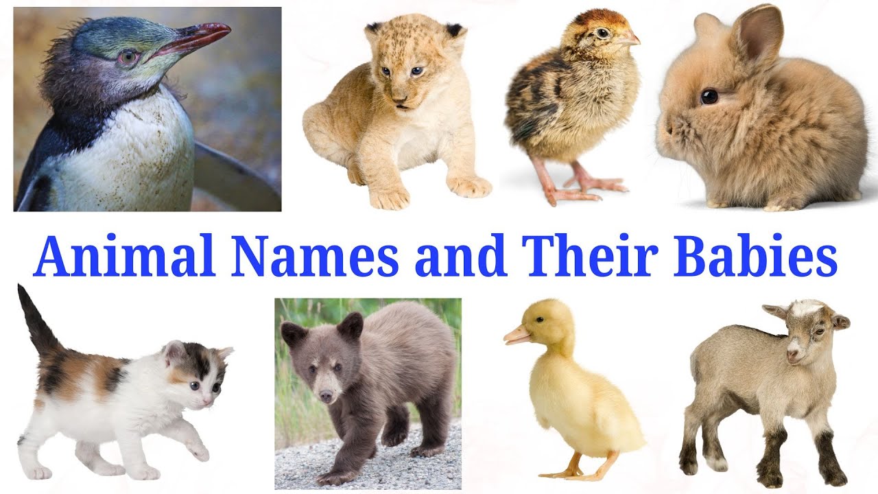 Baby Animals in Pictures | Learn Animal Names and Their Babies in ...