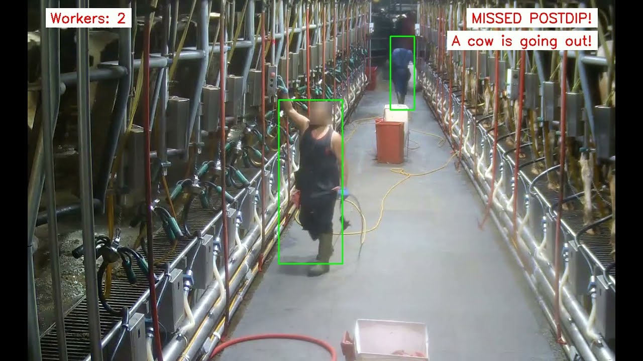 Missed pre-dipping, striping and post-dipping | Cattle Care - YouTube