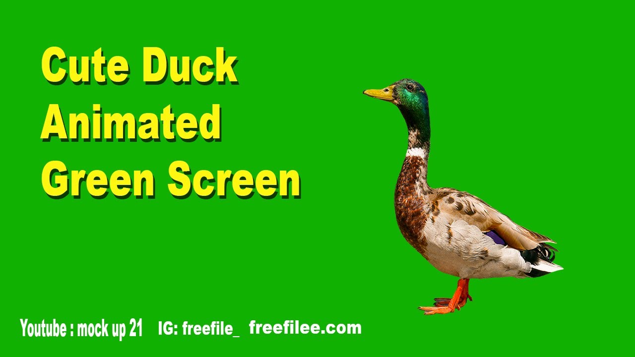 Green Screen Cute Duck Animation!!! - YouTube