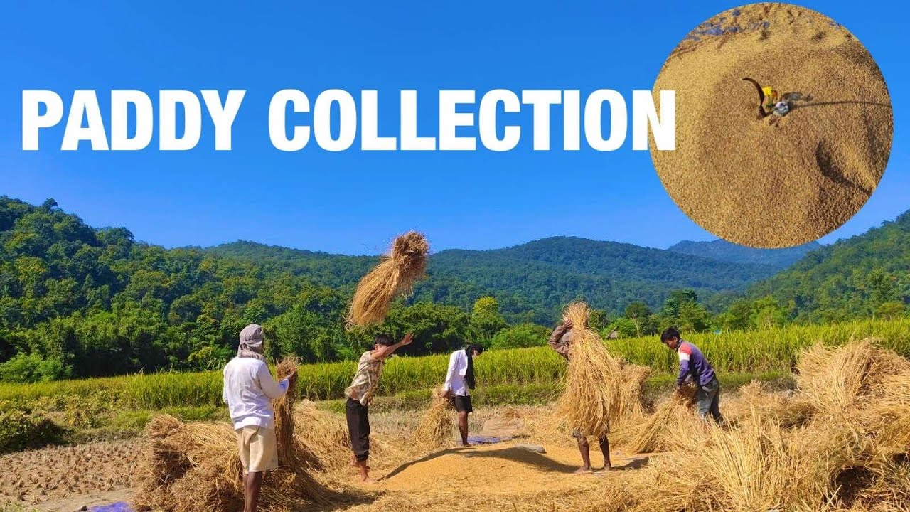 धान भित्र्याउने काम सकियो || PADDY COLLECTION - YouTube