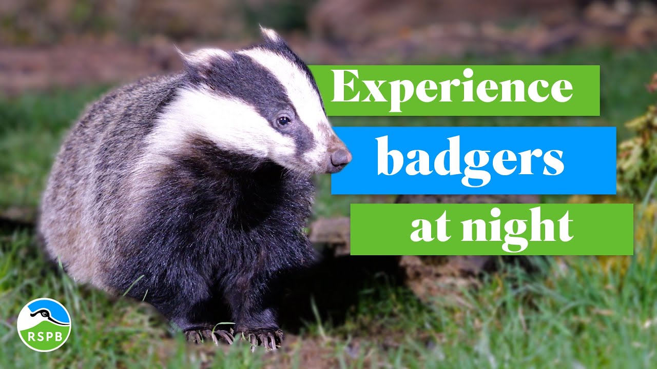 Spend a magical evening with Badgers - YouTube
