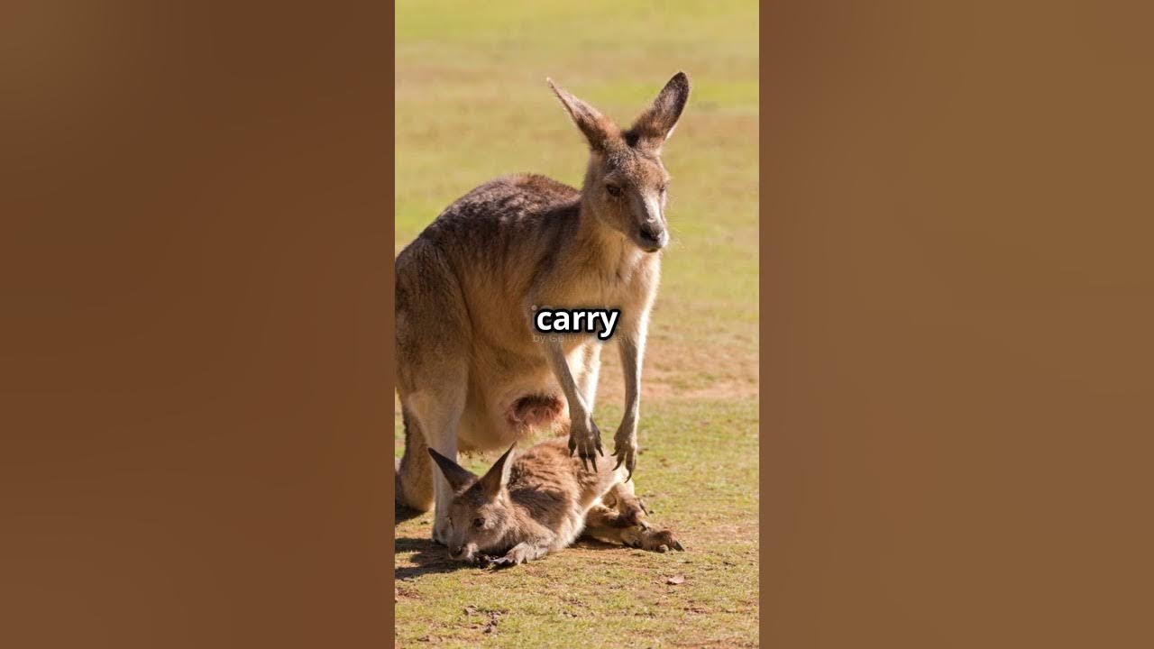 Why Kangaroos Call Australia Home!! - YouTube