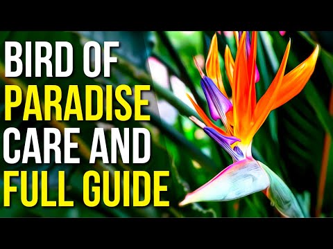 Bird Of Paradise Care And Info | Bird Of Paradise Plant Care Tips