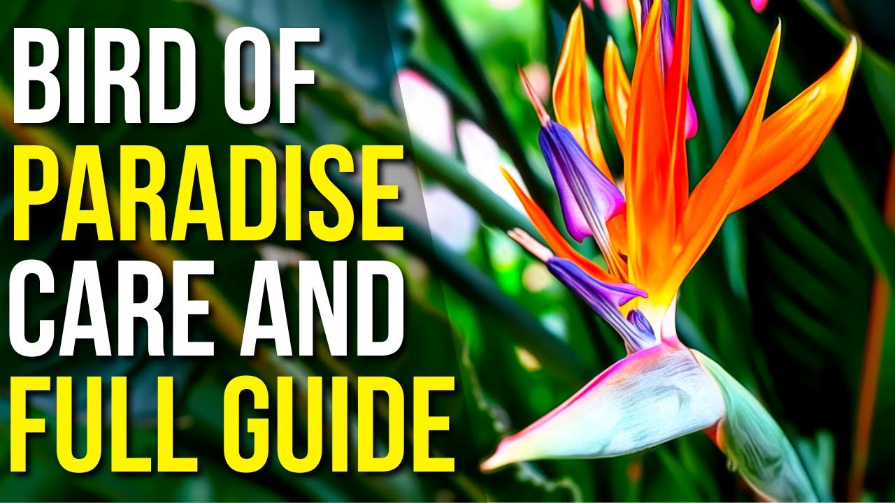 Bird Of Paradise Care And Info | Bird Of Paradise Plant Care Tips - YouTube