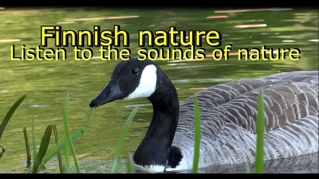Listen to the sounds of nature-Luontoäänet - YouTube