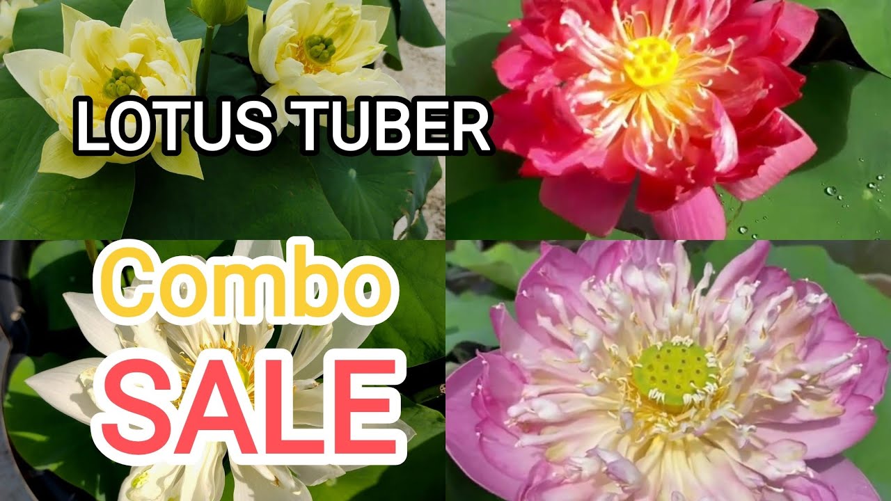 SALE.....Lotus tuber runner.... waterlily#lotus #lotus_flower #sale # ...