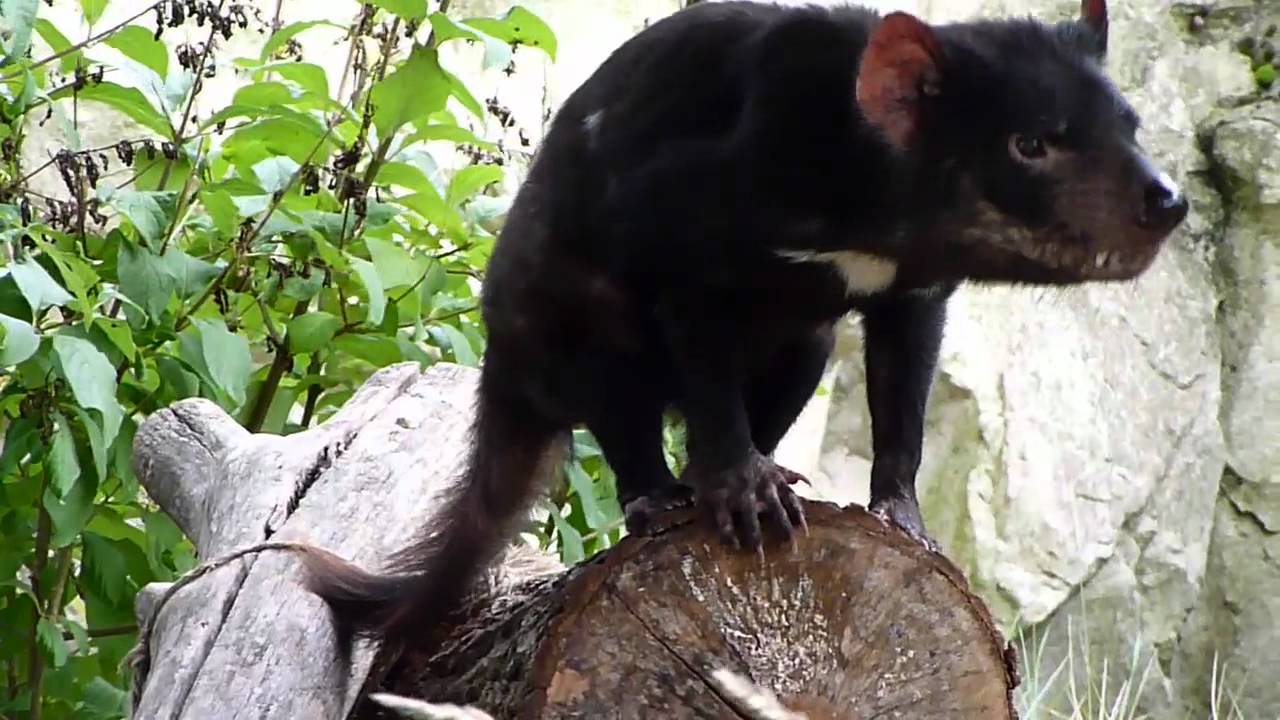 diable de tasmanie (CPH Zoo) - YouTube