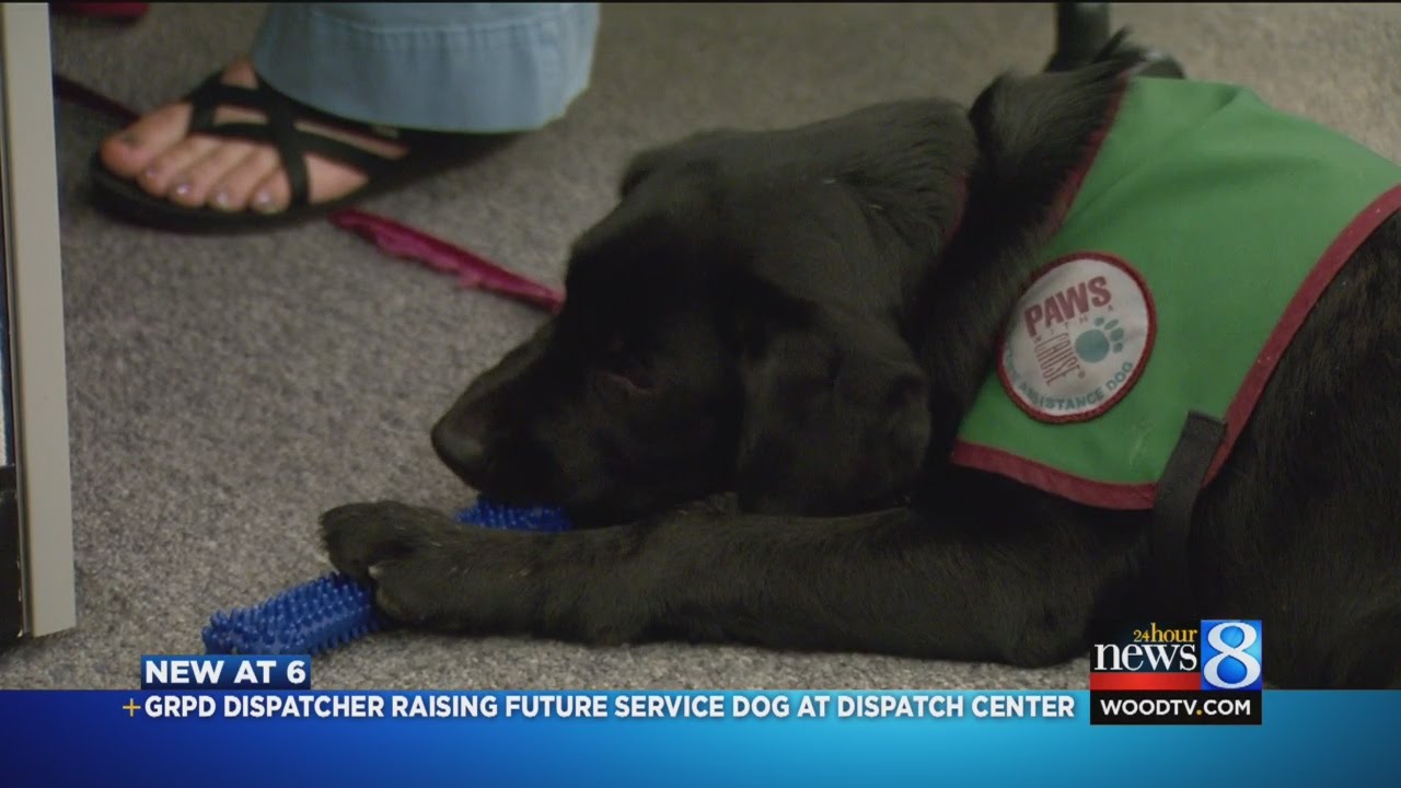 Future service dog trained at GRPD dispatch - YouTube