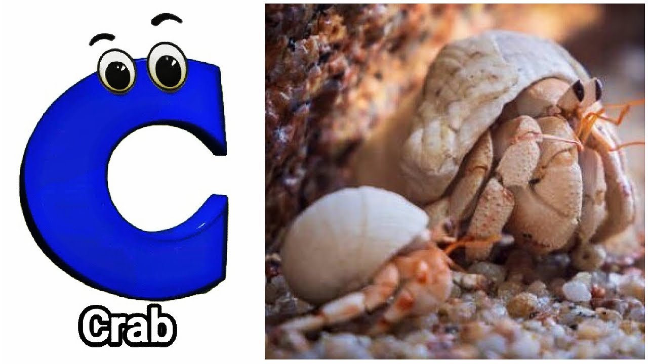 ABC Song | Sea Animals ABC Song | Phonics for Kids, Learn ABC, Baby ...