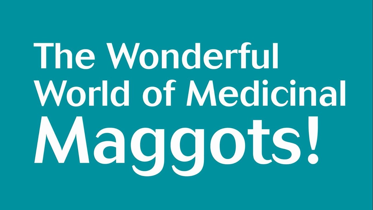The Wonderful World of Medicinal Maggots - YouTube
