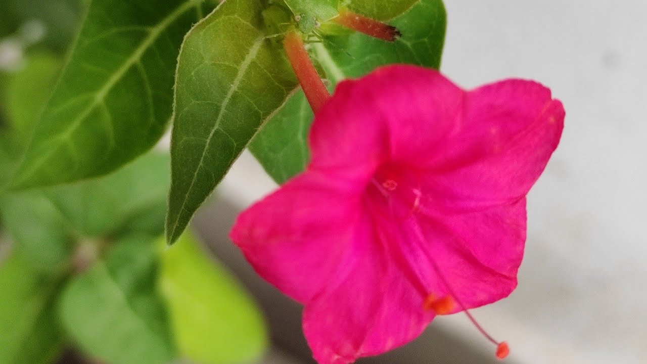 Sondhamaloti blooming💒 - YouTube