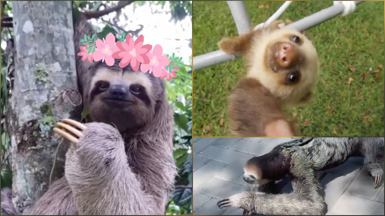 Super cute sloths - YouTube
