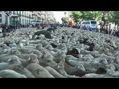 Madridin mərkəzində 2 min qoyun