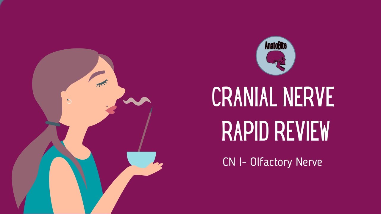 Rapid Review Cranial Nerves: CN I- Olfactory Nerve & Causes of Anosmia ...
