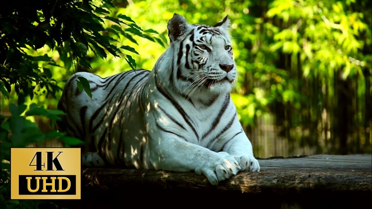 4k animal video ultra HD | animals hd 4k | animals hd 1080p | 60 fps ...