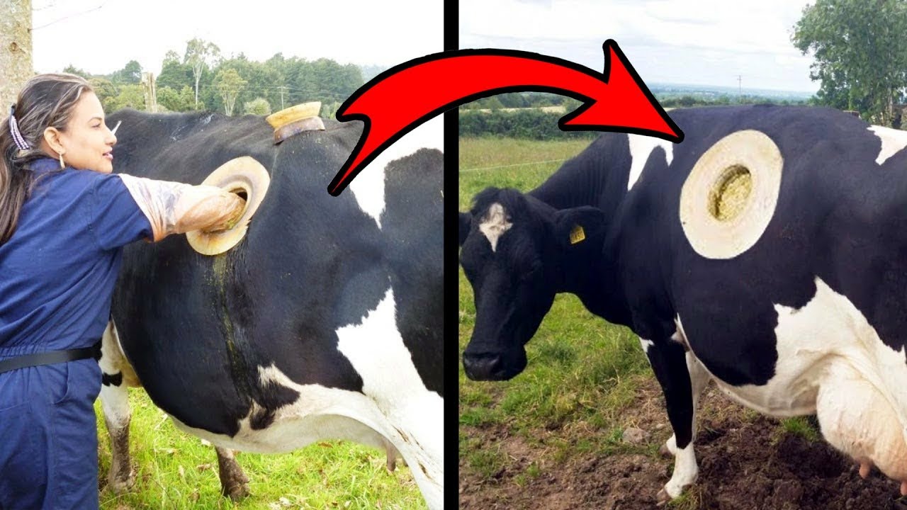 दुनिया की सबसे हैरतअंगेज गाय | 5 most unbelievable cows - YouTube
