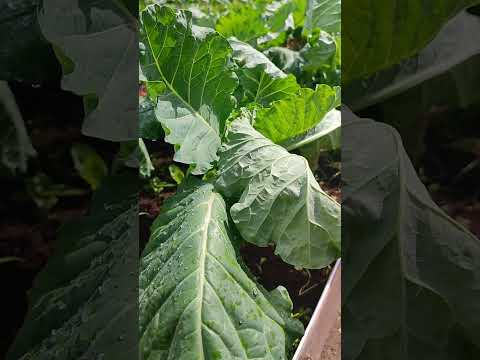 Nossa horta no mês de julho #coentro #plantas #horta #agricultura #agro #vidanaroça