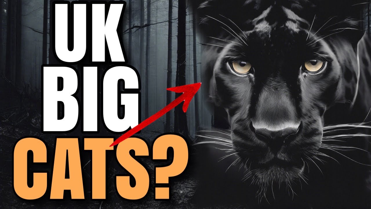 BIG CATS IN BRITAIN? STRANGE OBJECT CAPTURED ON FILM - YouTube