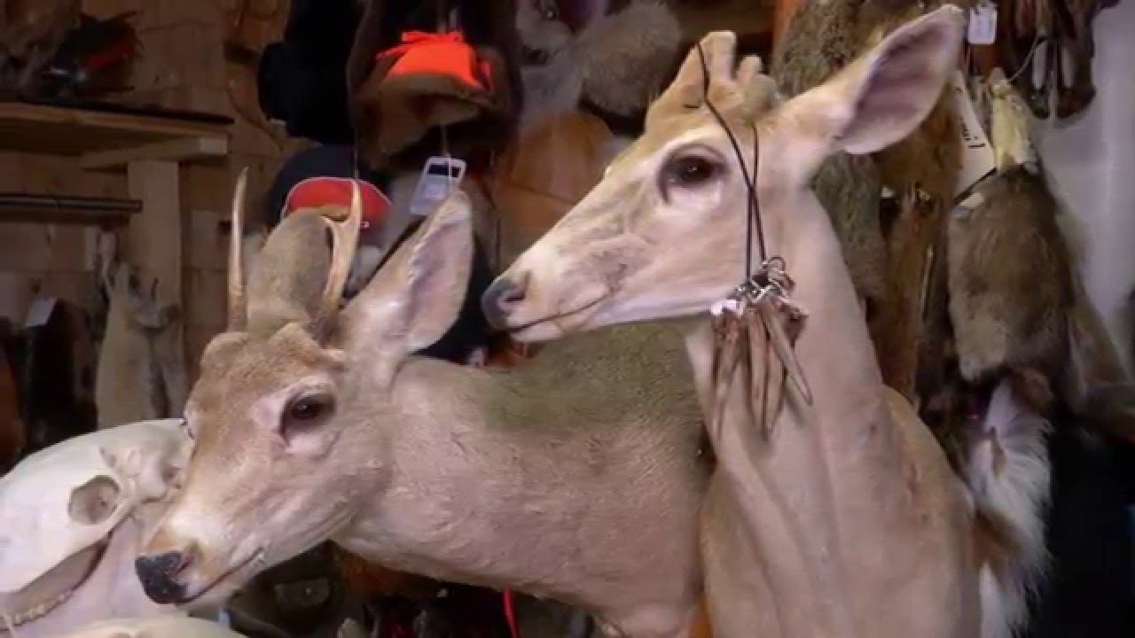 La taxidermie et le montage du panache d'orignal de Stéphane Bourget ...