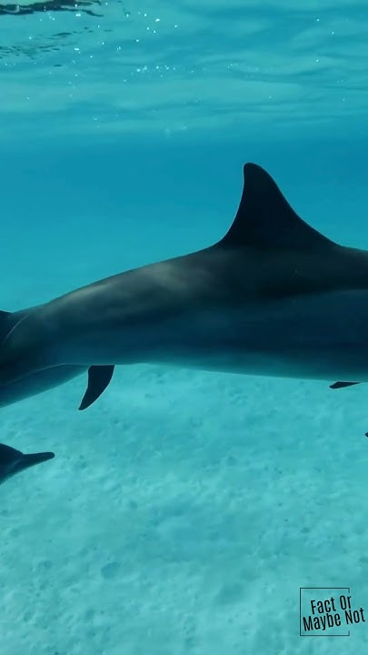 The Secret Language of Dolphins - YouTube