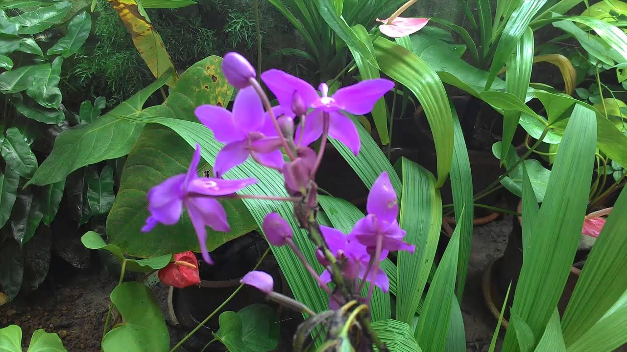 ASUS Zenfone 5 Camera Sample (1080p)